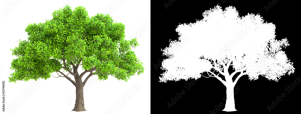 tree isolated on white background with alpha mask for easy isolation 3D ...