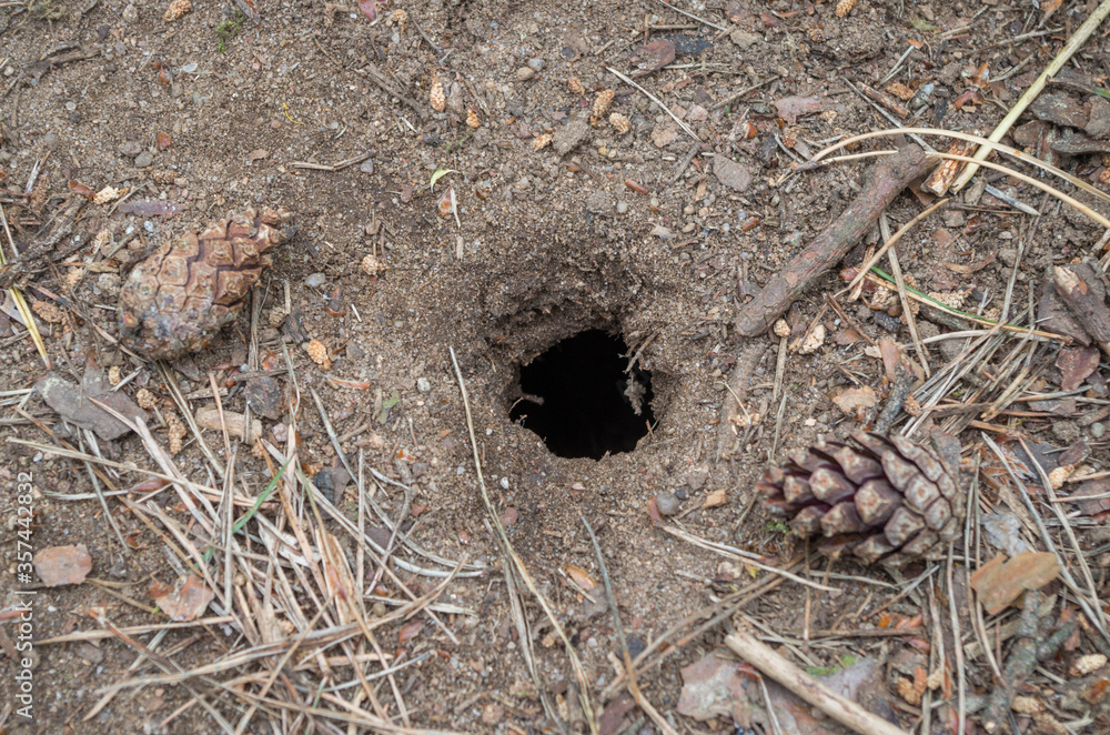 A small black burrow in the gray forest soil made by some wild animal ...