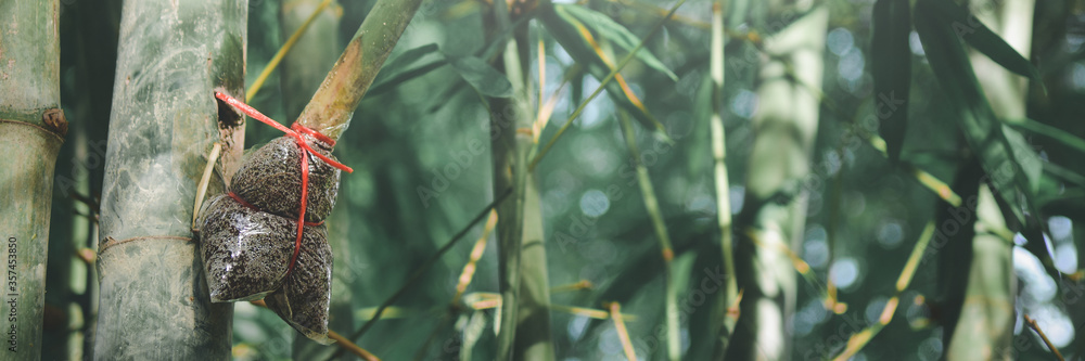 Bamboo graft branch to be planted. banner background. Stock Photo ...