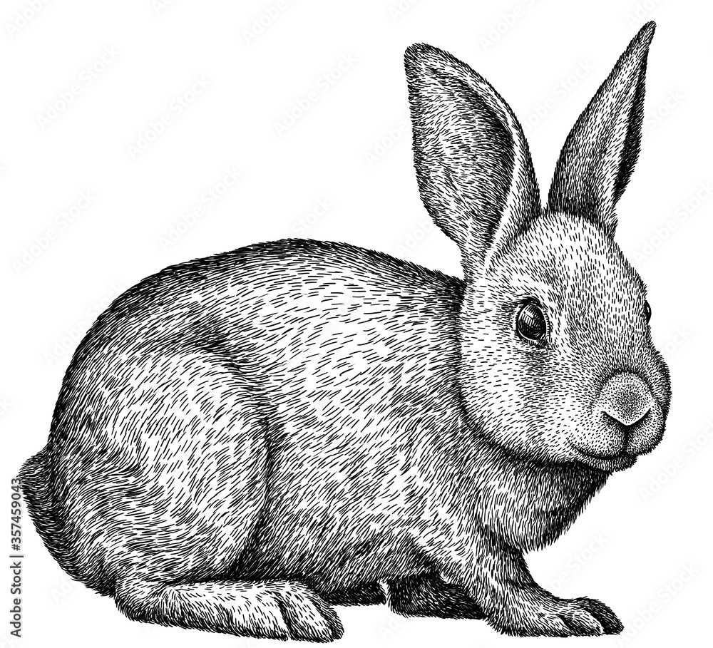 black and white engrave isolated rabbit illustration Stock Illustration ...