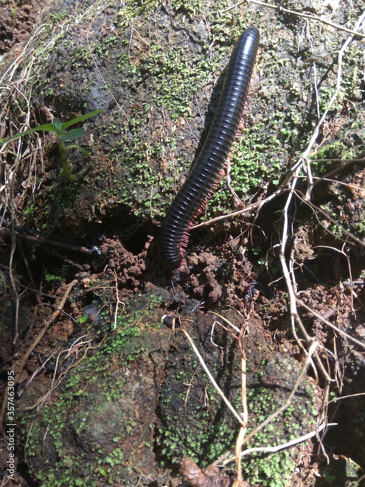 millipedes on the rock,forest soil,root,rural areas,rare animals Stock ...