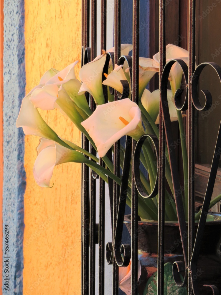 Alcatraz flowers in a window, Mexico Stock Photo | Adobe Stock