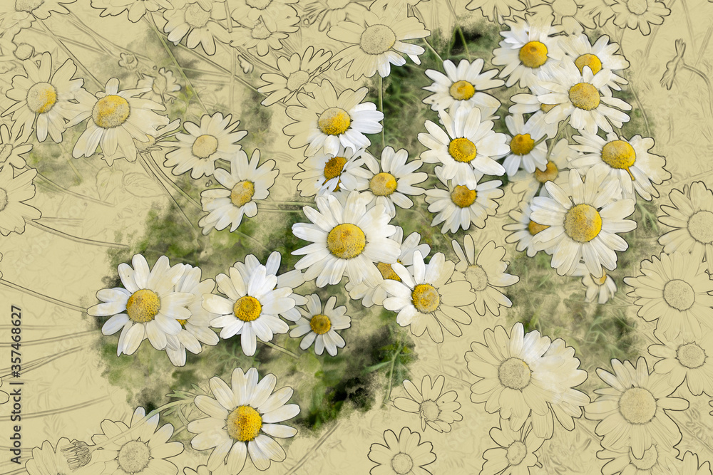 ..A line drawing of shasta daisys with a wavy stroke of partial colour ...