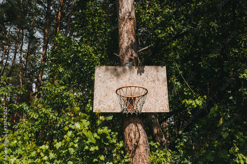 A homemade basket with a ring and plywood is attached to a tree, a pine ...