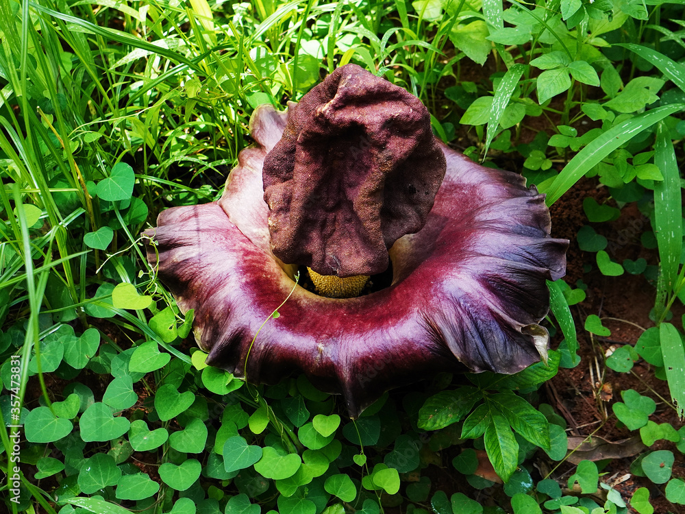 Flower of Elephant foot yam (Amorphophallus paeoniifolius) Photos ...
