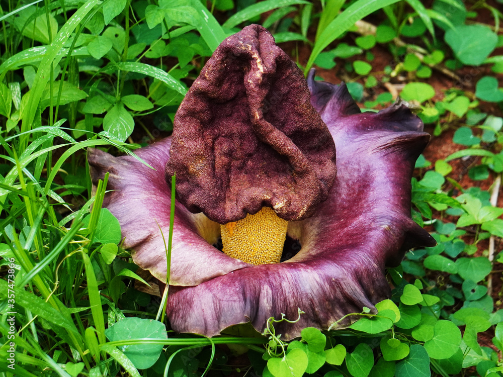 Flower of Elephant foot yam (Amorphophallus paeoniifolius) Stock Photo ...