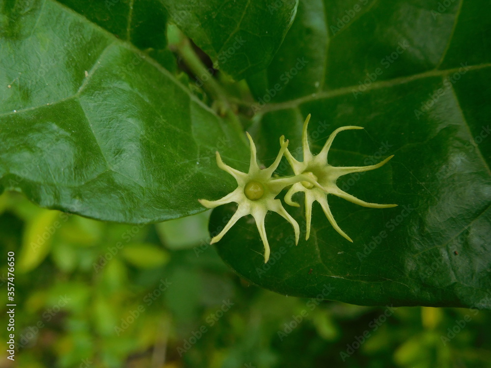 sepals of jasmine, isolated. closeup of sepal. royal or arabian jasmine ...