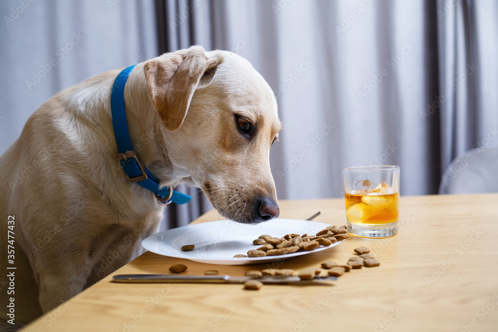 Cute dog eats food from a plate. Labrador is sitting on a chair at the ...