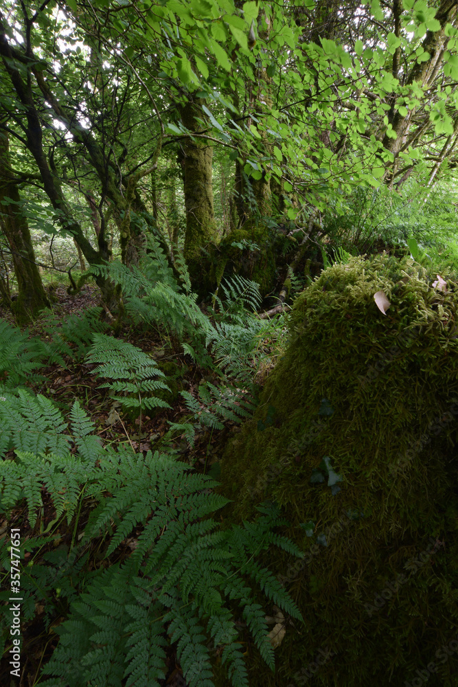 The Moss covered ruins of Upton Castle Bodmin Moor Stock Photo | Adobe ...