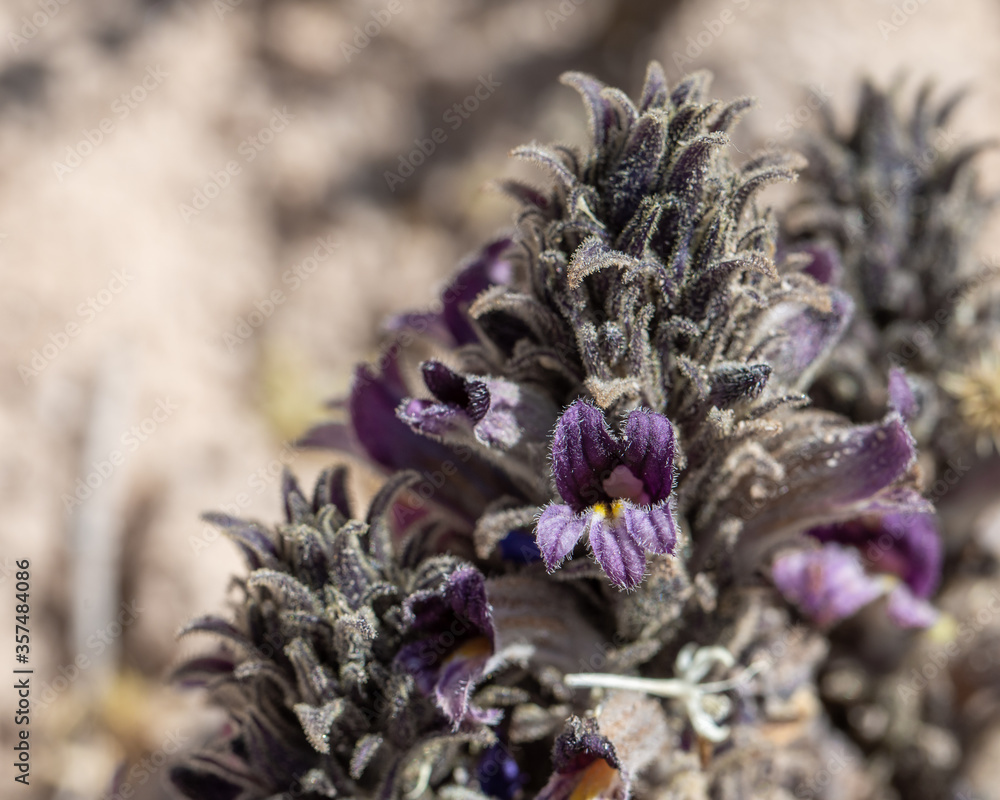 Desert broomrape (Orobanche cooperi) is a parasitic perennial plant ...