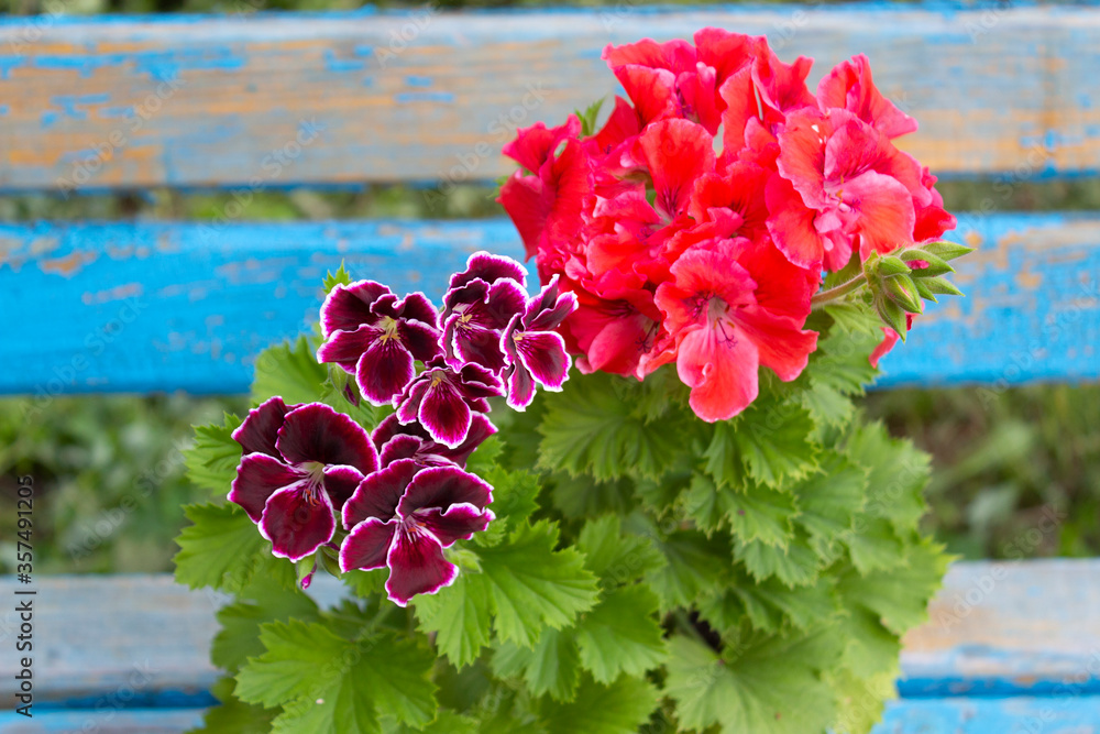 Royal Pelargonium of Grandiflora of the Vienna cultivar with large ...