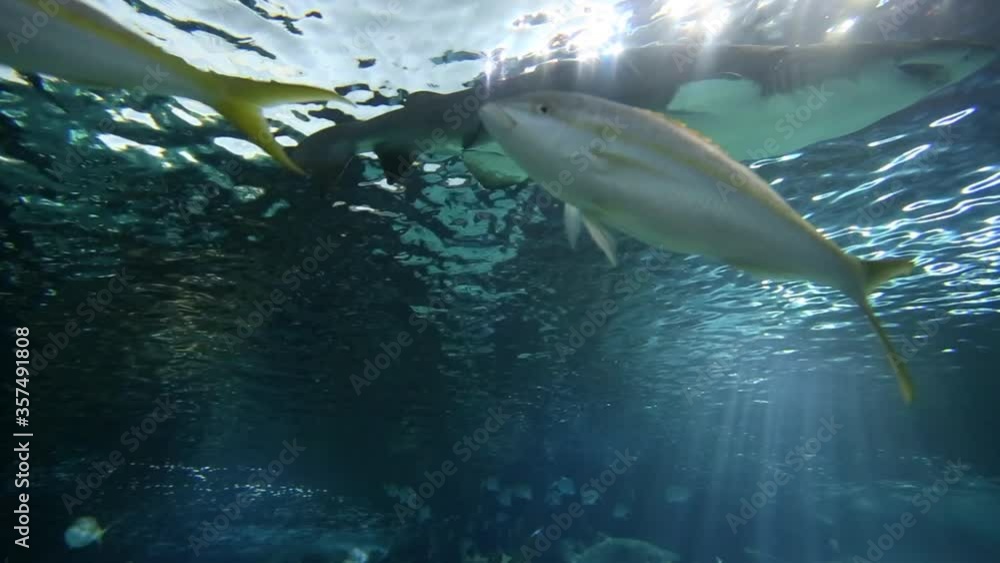 Small shark swims just under the surface of the water - from below ...