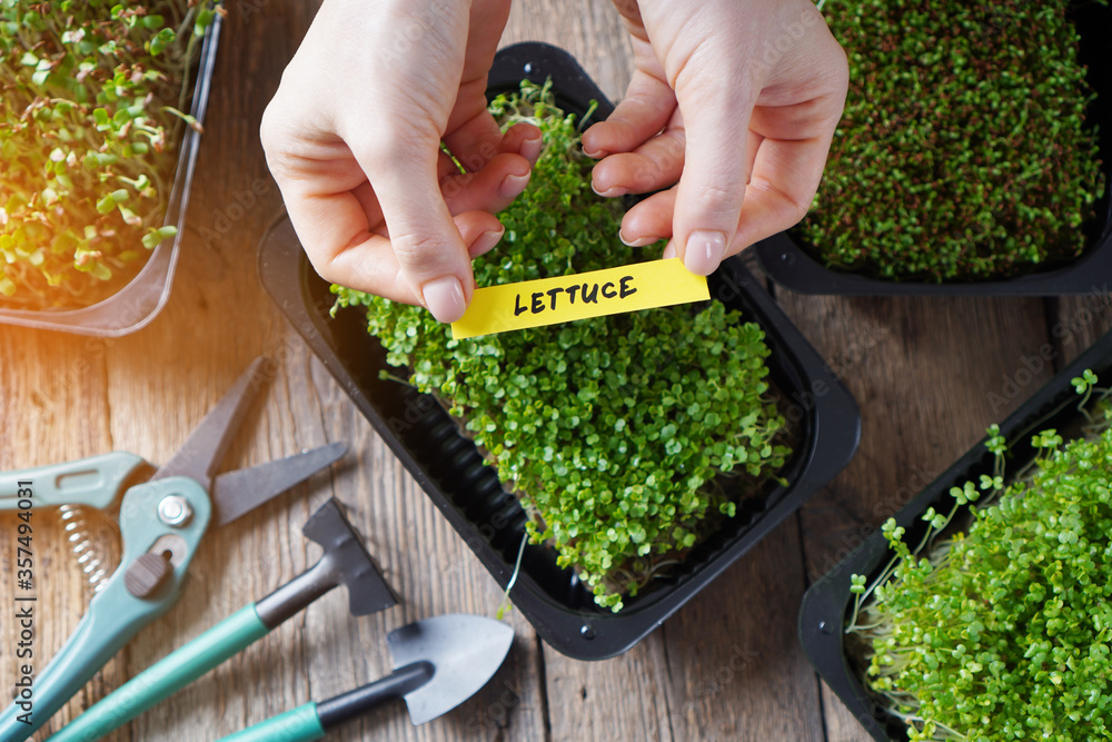 Microgreens background with lettuce microgreen in a center and female ...