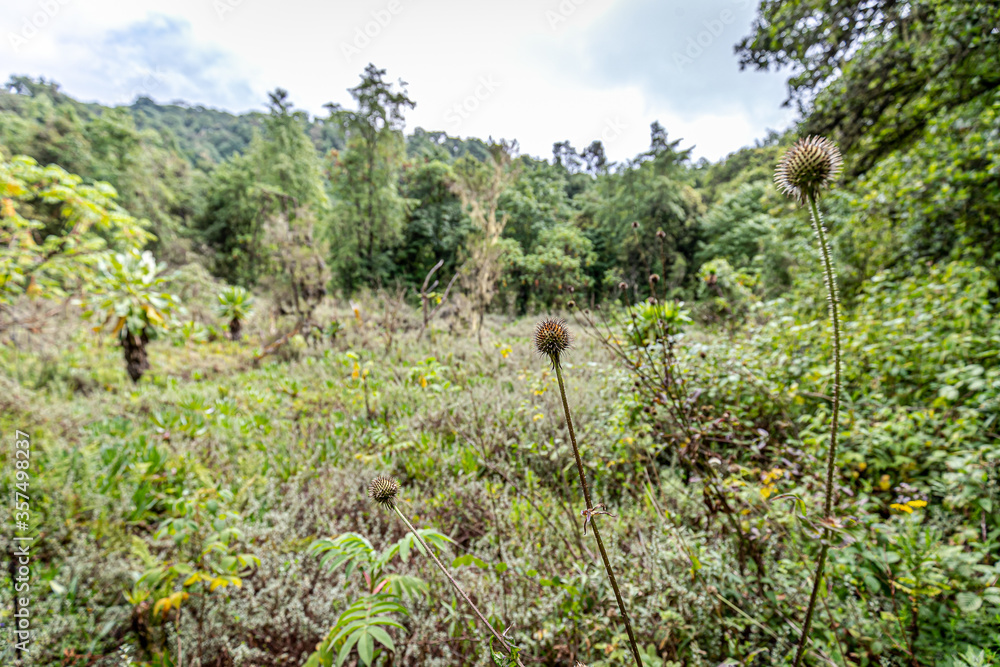 Mount Elgon National Park, Uganda. A rich biodiverse area of wildlife ...