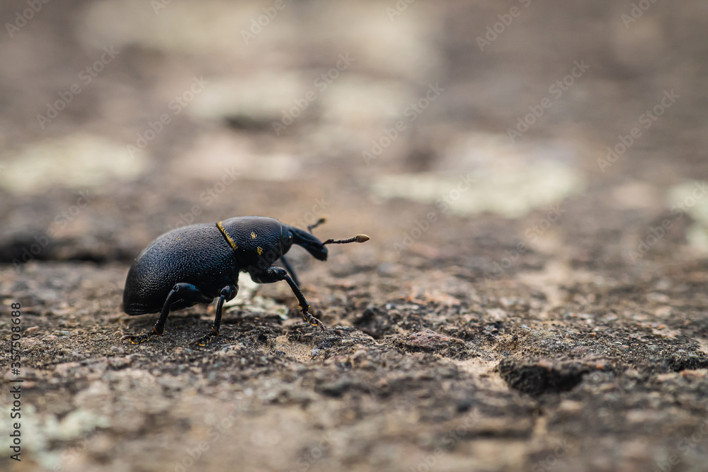 A weevil on a footpath. There are approximately 40-60000 different ...