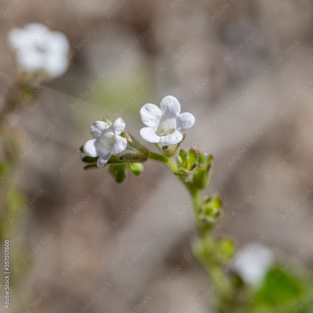 Lemmon's Scorpionweed (Phacelia lemmonii) is an uncommon native ...