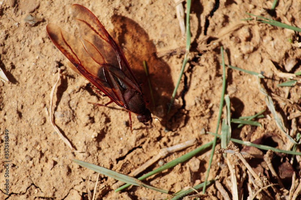 Chicatanas. Traditional food from Oaxaca. Mexican food. Ants with wings ...