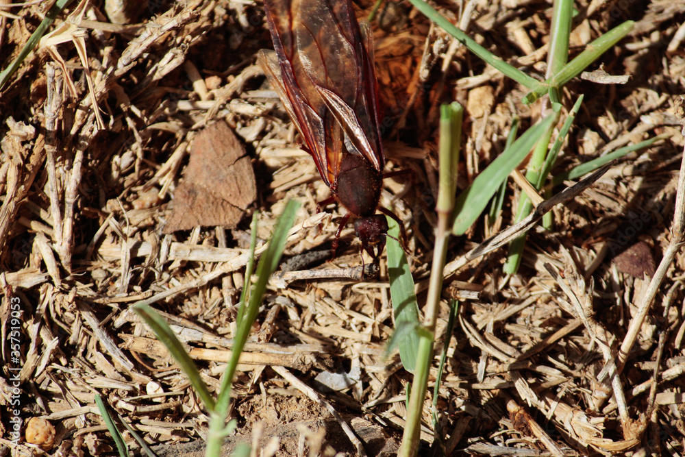 Chicatanas. Traditional food from Oaxaca. Mexican food. Ants with wings ...