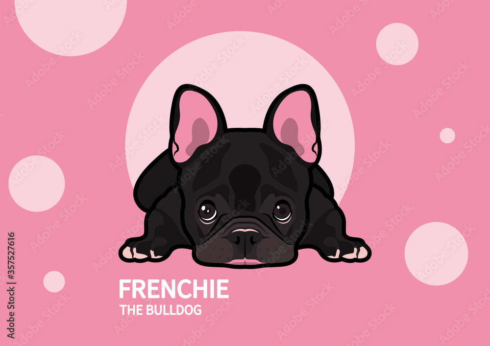 Cute frenchie is lying down on the floor with boring mood in pink ...