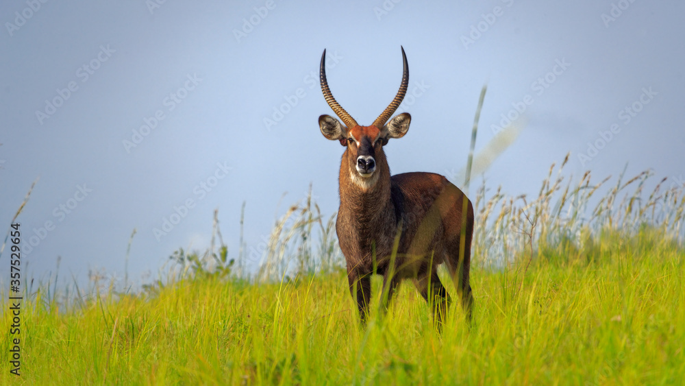 full body portrait of male Waterbuck (Kobus ellipsiprymnus) large ...