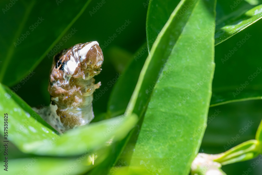 Bird Poop Caterpillar