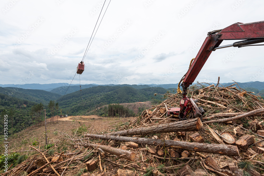 mechanical arm woodcutter picking up and cutting harvested log trunks ...