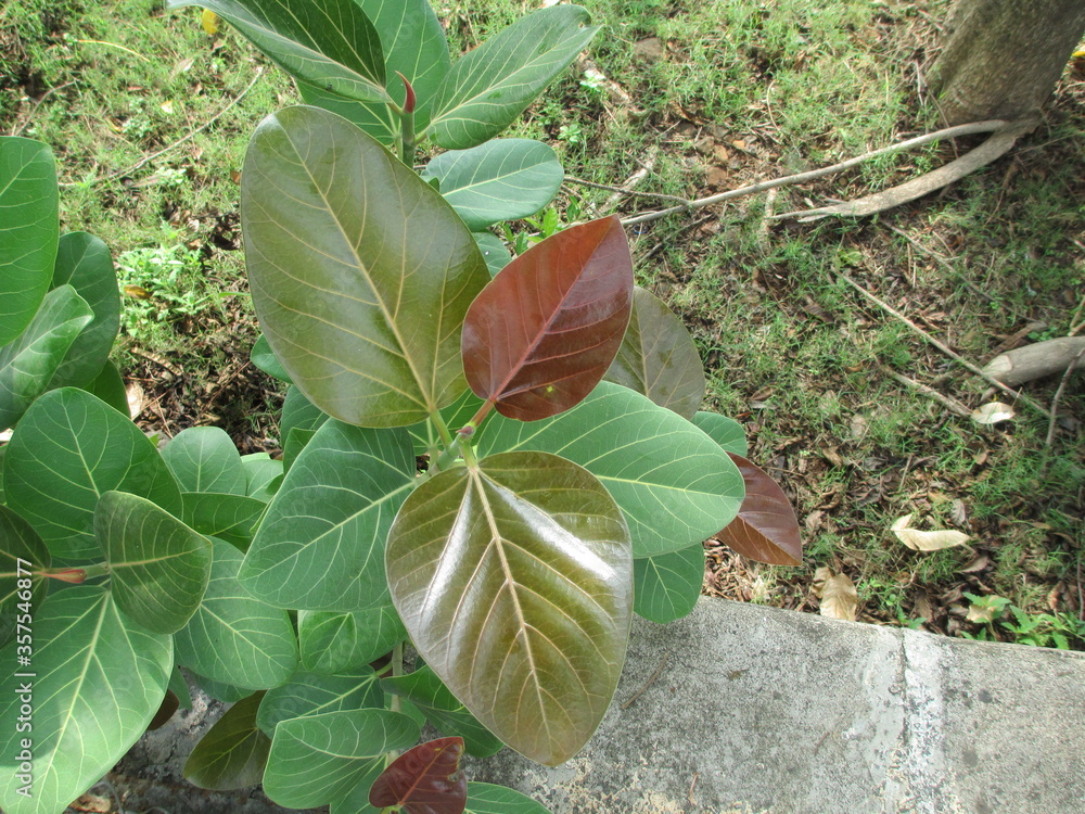 beautiful leaves of Aak plant or Calotropis gigantea plant Stock Photo ...