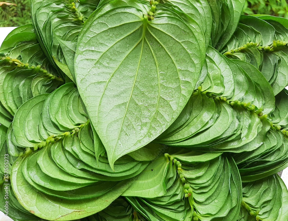 green betel leaves background Stock Photo | Adobe Stock