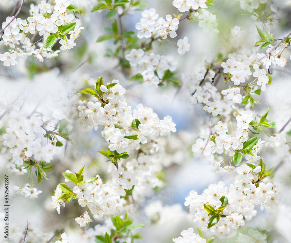 Seamless pattern of blooming cherry tree, spring. Endless template for ...