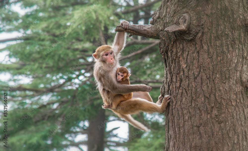 india Simla, is the capital and the largest city of the Indian state of ...