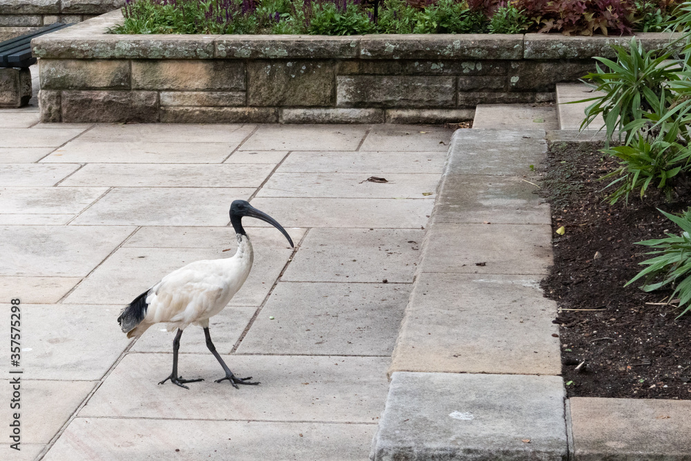 Australian White Ibis endemic bird species in Australia walking in the ...