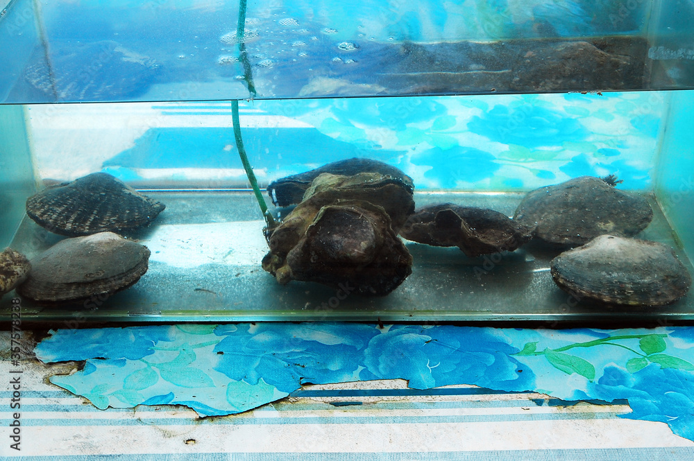 Clams at aquarium on Giant clams ocean nursery and beach Stock Photo ...