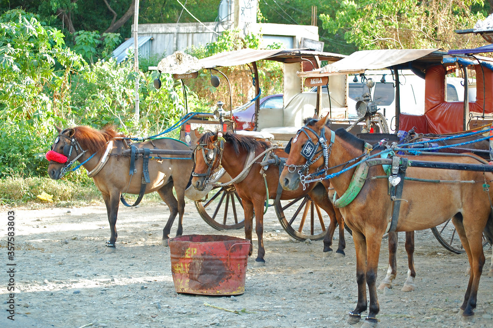 Horse-drawn calash at Baluarte zoo in Vigan, Ilocos Sur, Philippines ...