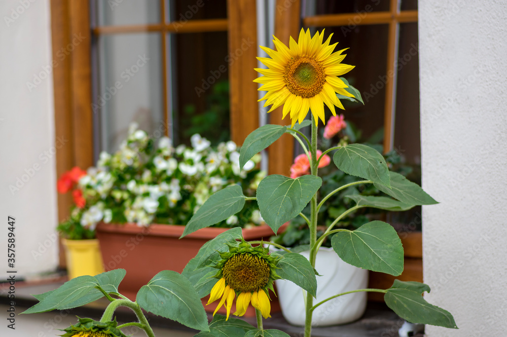 Helianthus annuus common sunflower in bloon in front of wooden window ...