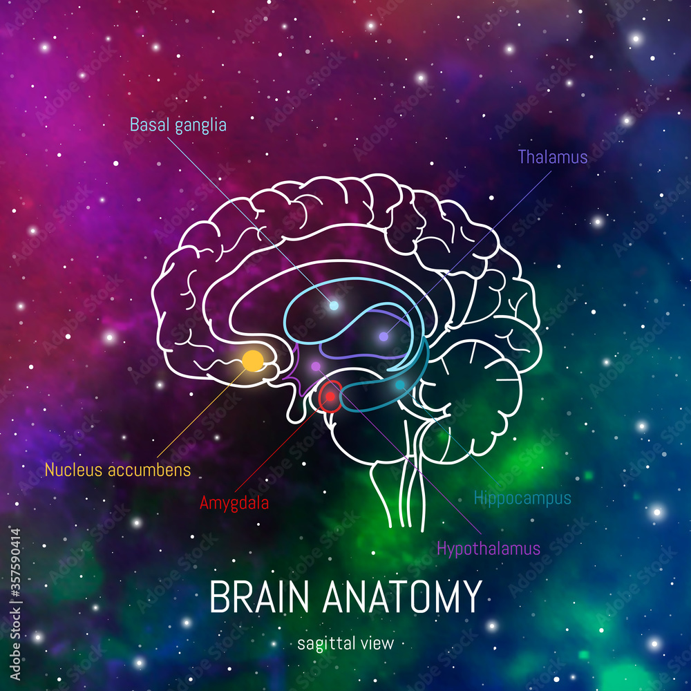 Neuroscience infographic on space background. Human brain lobes and ...