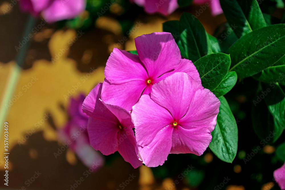 Vicaria flowers (Vinca rosea or Catharanthus roseus) close up image ...