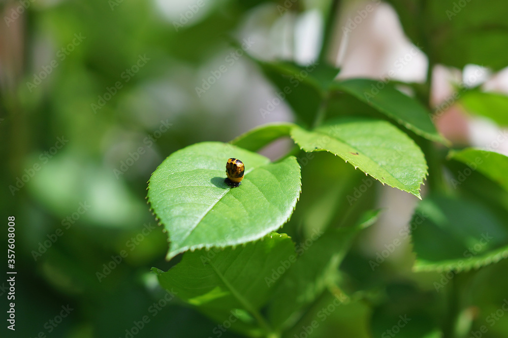 Ladybug Baby larva Stages. Pupa, Larvae Stages of Ladybug on plant ...