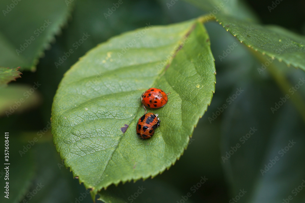 Ladybug Baby larva Stages. Pupa, Larvae Stages of Ladybug on plant ...