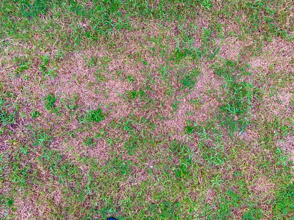 Damaged lawn with bare spots. Patchy grass, lawn in bad condition and ...