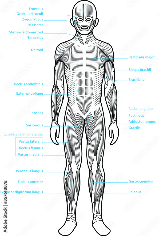 Stylized anatomy diagram showing major muscle groups. Shown from the ...