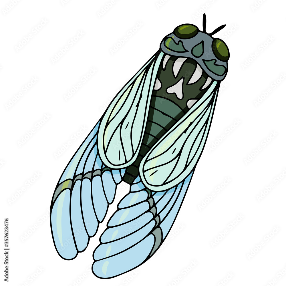 beautiful insects, cicada vector illustration isolated on white ...