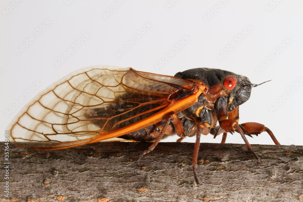 A Brood-V Cicada (Magicicada septendecim) perched on a stick with a ...