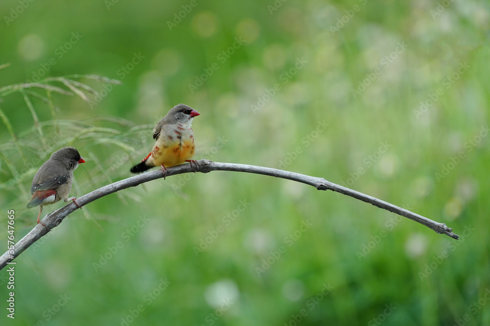 The red avadavat, red munia และ strawberry finch (Amandava amandava ...