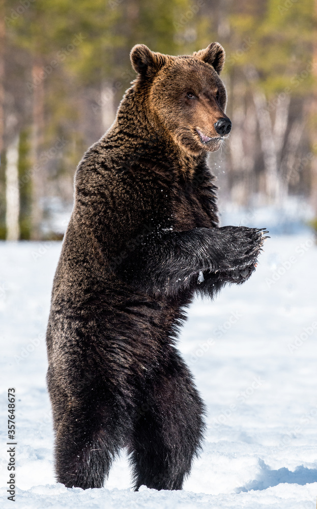 Brown bear standing on his hind legs in spring forest. Scientific name ...