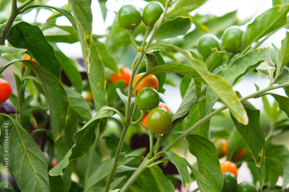 Jerusalem cherry scientific or solanum pseudocapsicum orange berries ...