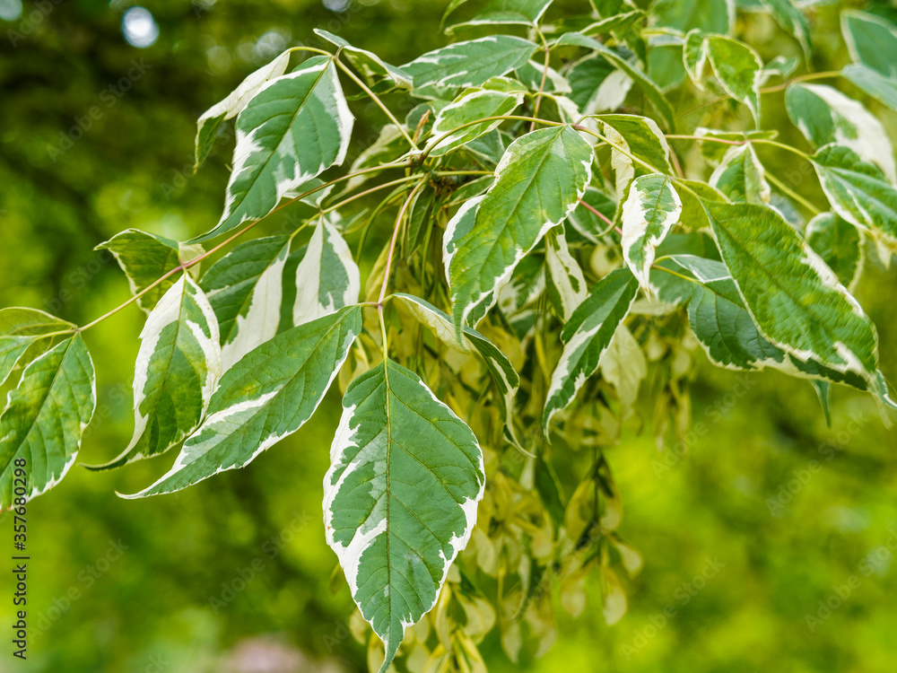 Acer negundo 'Variegatum', érable négundo panaché, magnifique arbre ...