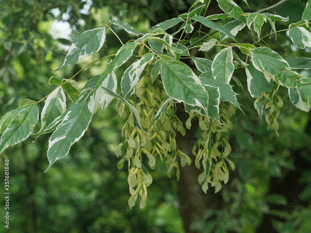 Acer negundo 'Variegatum', érable négundo panaché, magnifique arbre ...