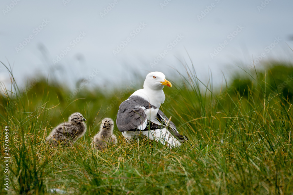 Lovely detail picture of the Northern seagull on the german Helgoland ...