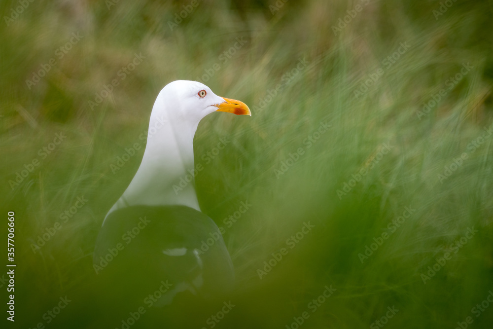 Lovely detail picture of the Northern seagull on the german Helgoland ...