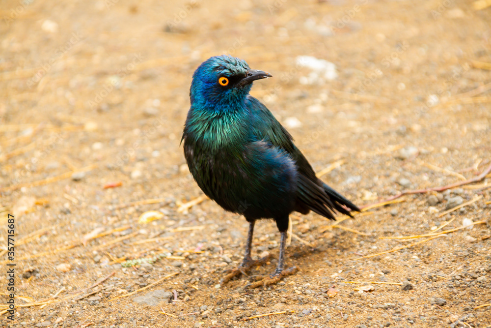 Blue African Starling searching for grains and insects on the savanna ...